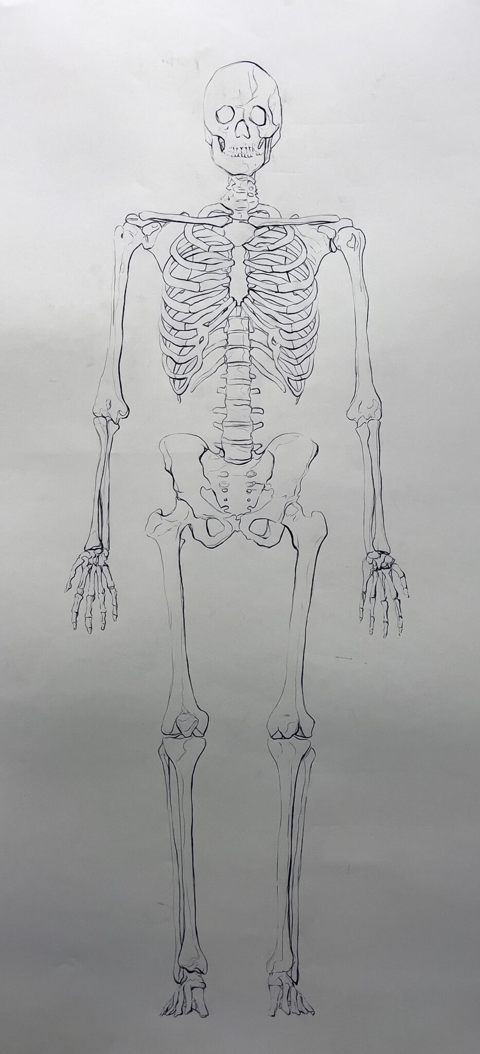 Draw and Build a Human Skeleton - The National Centre For Drawing