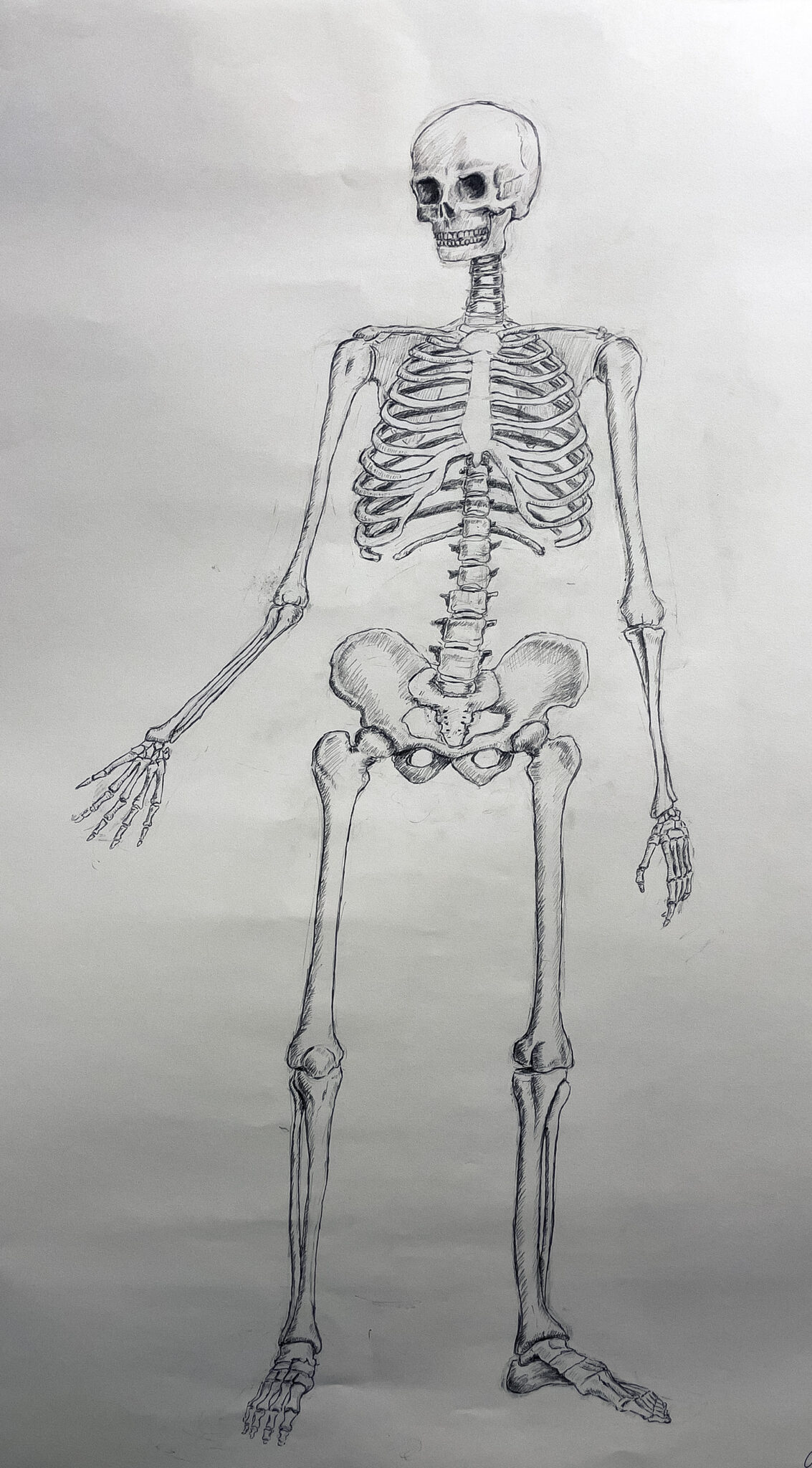Draw and Build a Human Skeleton - The National Centre For Drawing