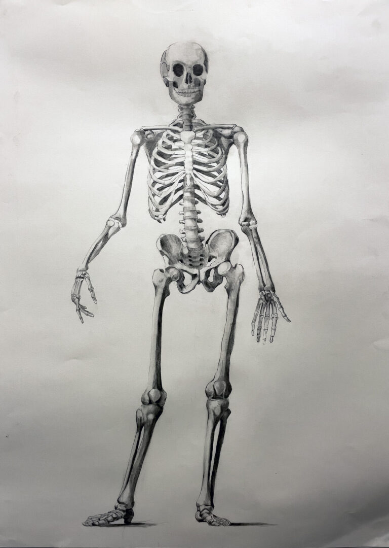 Draw and Build a Human Skeleton - The National Centre For Drawing