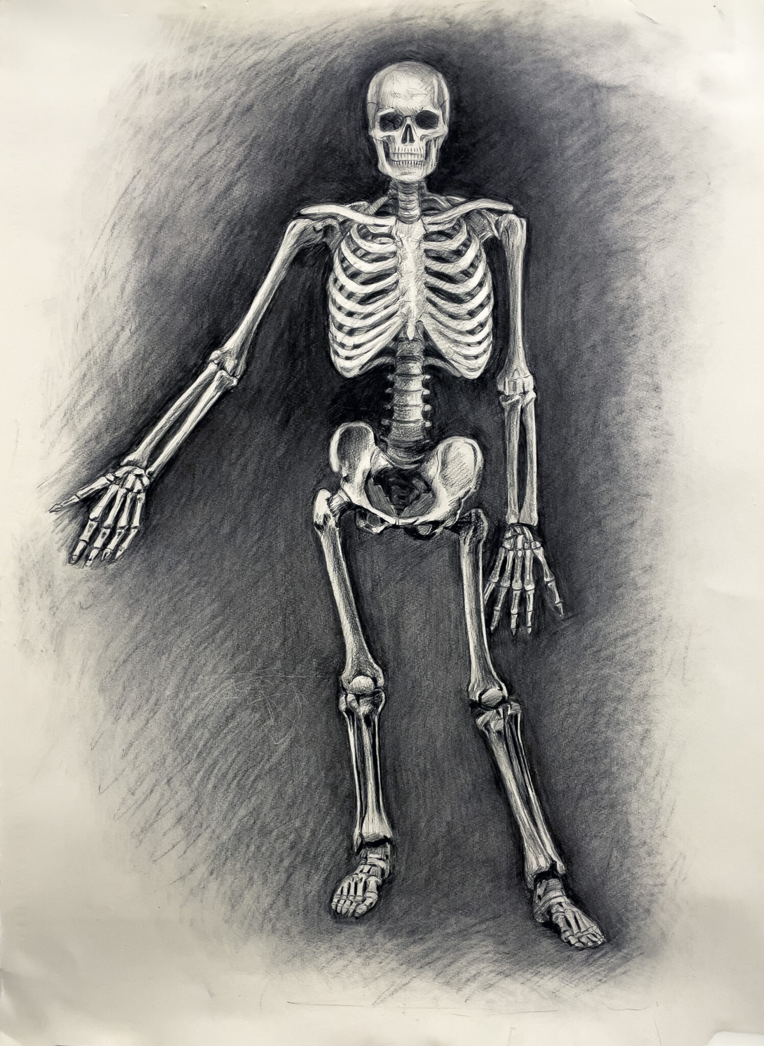 Draw and Build a Human Skeleton - The National Centre For Drawing