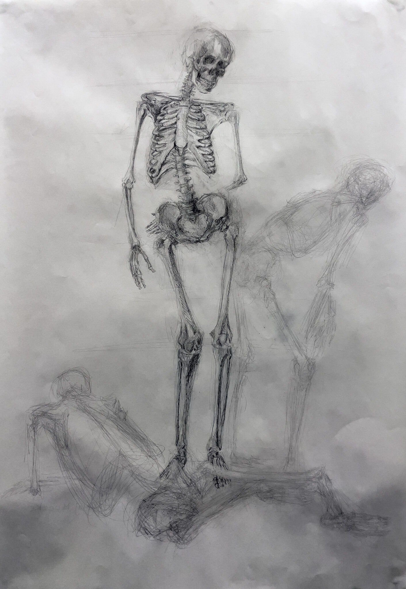 Draw and Build a Human Skeleton - The National Centre For Drawing