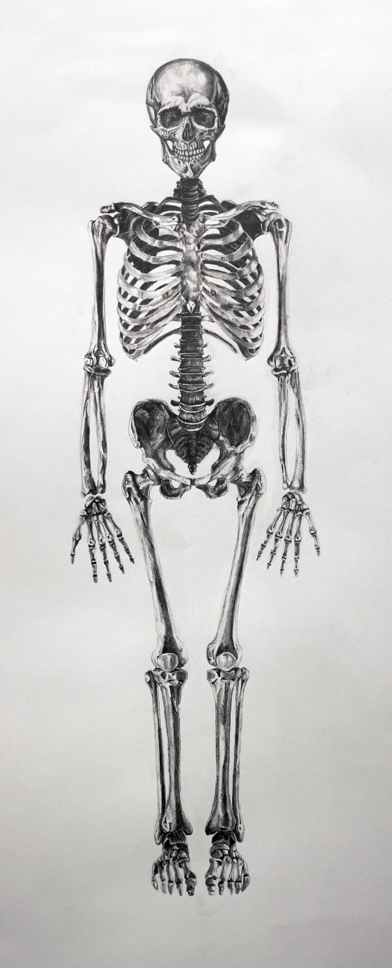 Draw and Build a Human Skeleton - The National Centre For Drawing