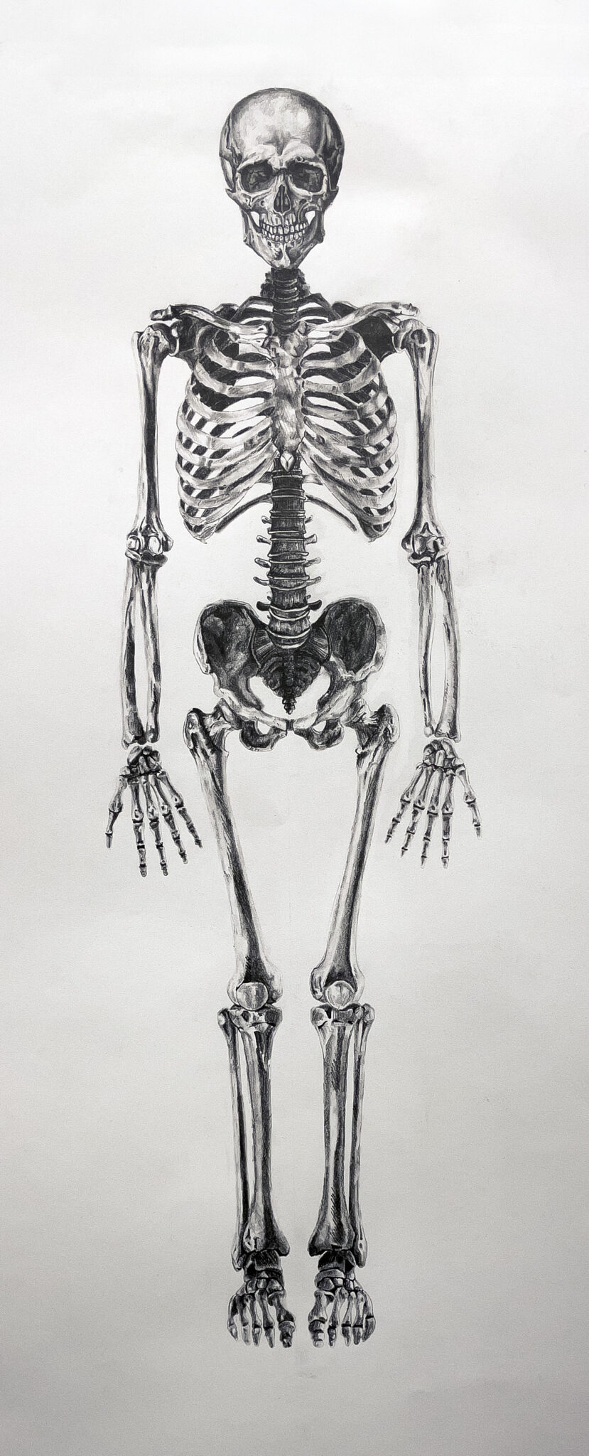 Draw and Build a Human Skeleton - The National Centre For Drawing