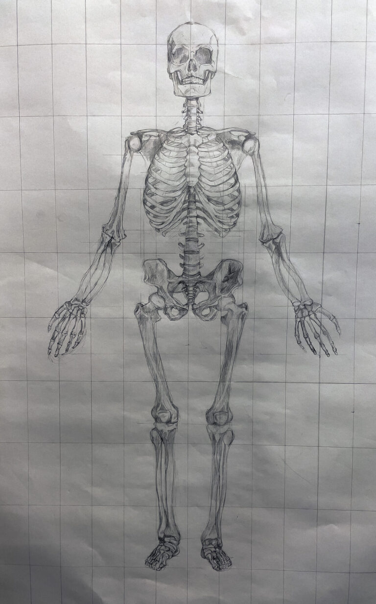 Draw and Build a Human Skeleton - The National Centre For Drawing