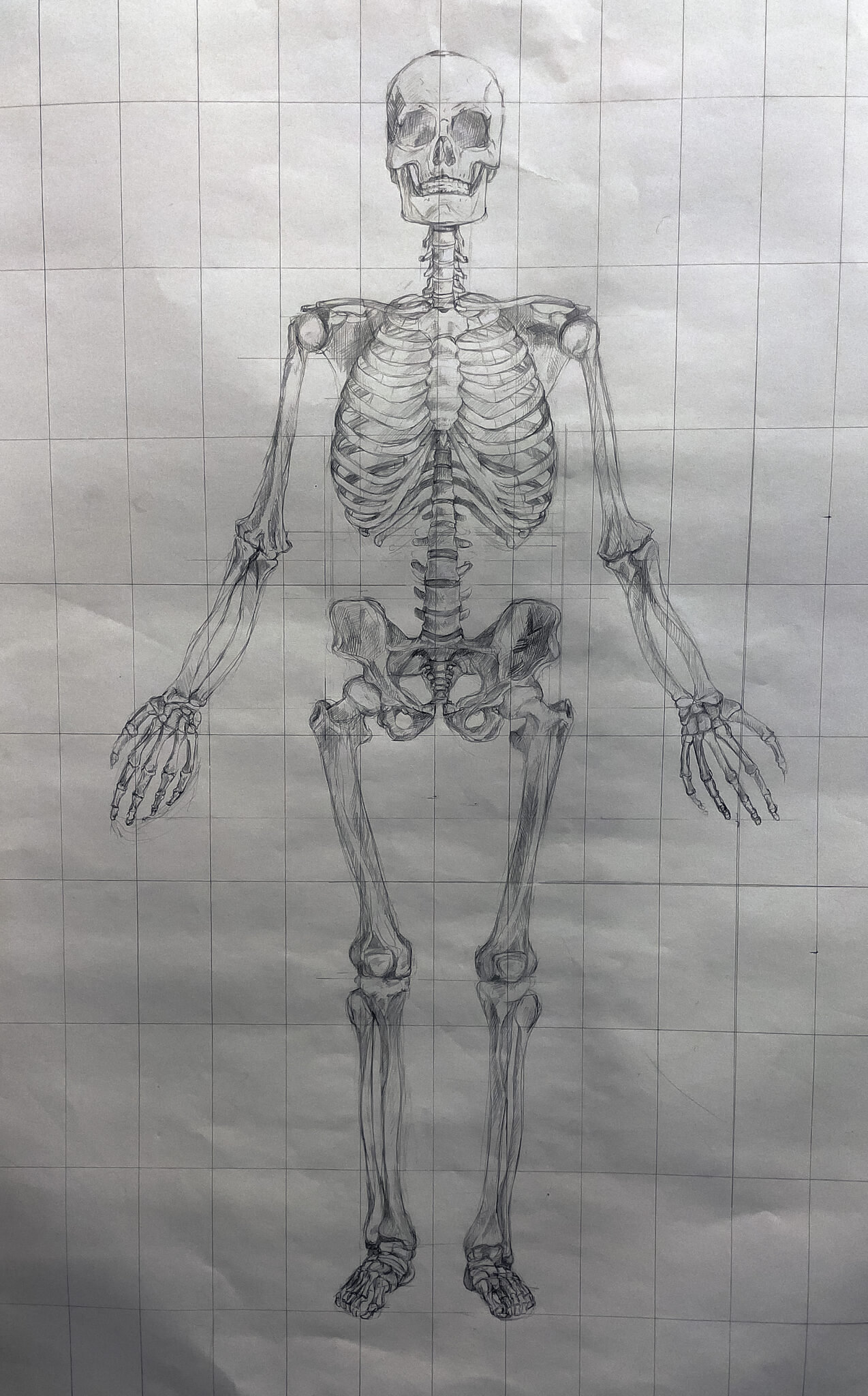 Draw and Build a Human Skeleton - The National Centre For Drawing
